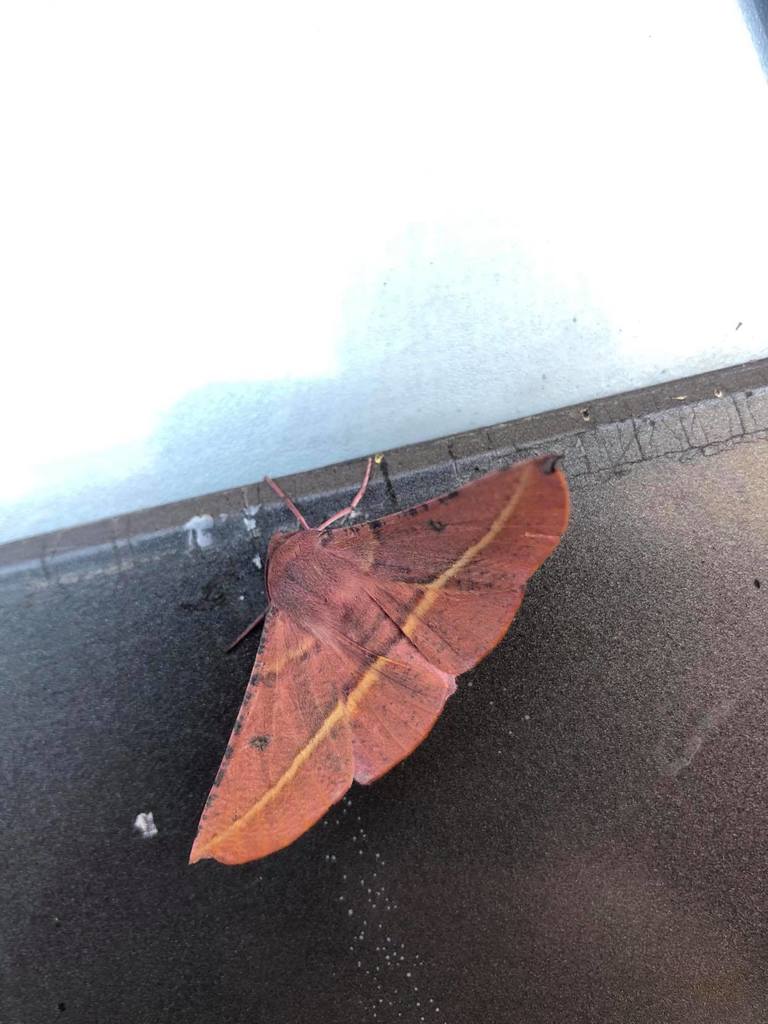 Pink-bellied Moth from Perth WA, Australia on December 10, 2019 at 08: ...