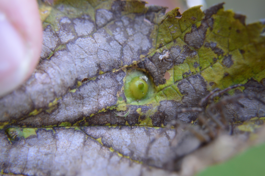 Hackberry Gall Psyllids from Cumberland, MD 21502, USA on October 07 ...