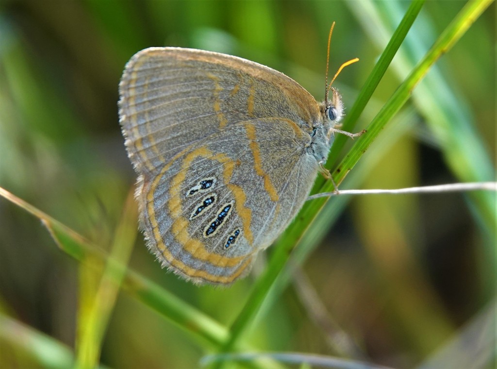 Georgia Satyr from Okeechobee County, FL, USA on October 6, 2020 at 10: ...