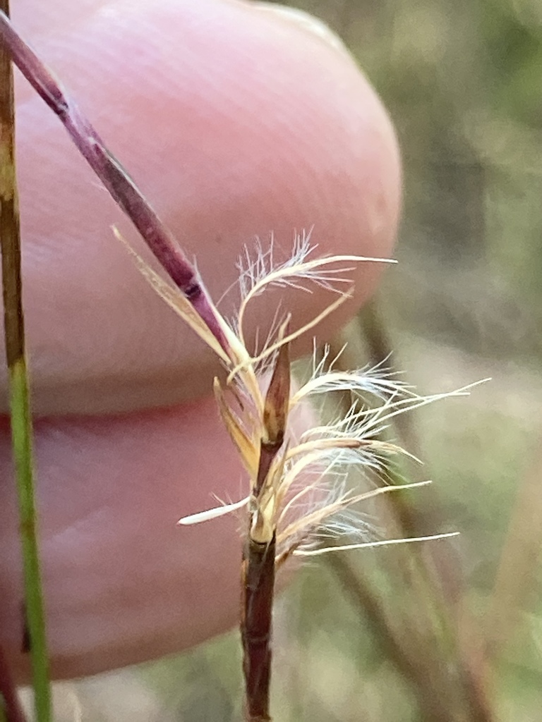 little bluestem from Talladega National Forest, Heflin, AL, US on ...