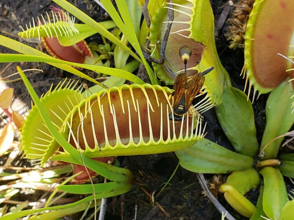 Venus Flytraps (Dionaea) - Botanical Realm