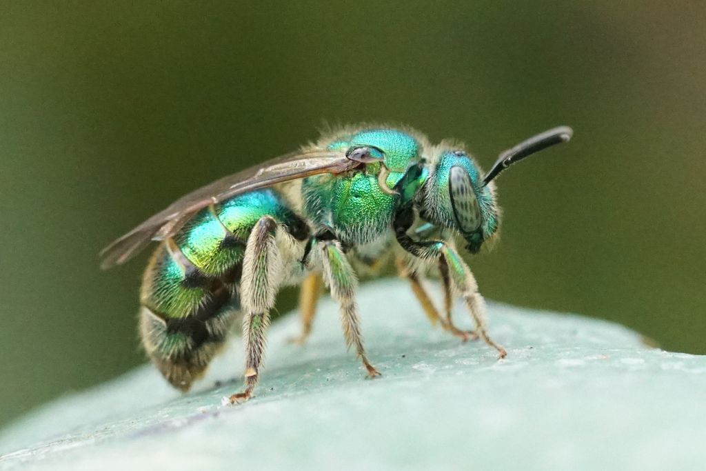 Metallic Epauletted-Sweat Bee (Wildlife and Wildflowers of Texas ...