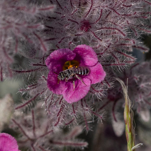 Three-striped Fairy Bee (Perdita trifasciata)