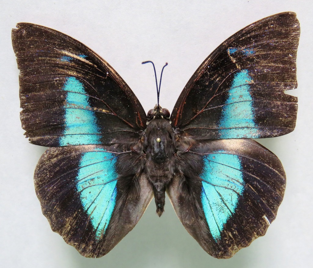 Archaeoprepona amphimachus (Lepidópteros Universidad Tecnológica de ...