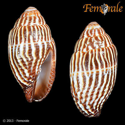 Strigatella retusa · NaturaLista Colombia