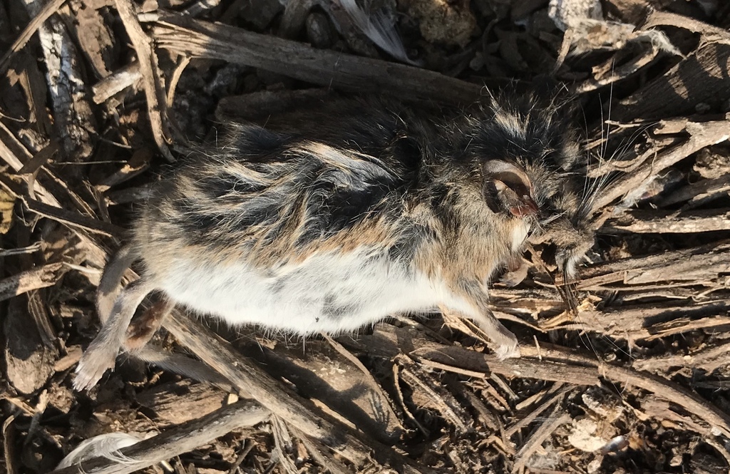 Gambel's Deer Mouse from Channel Islands National Park, CA, US on ...