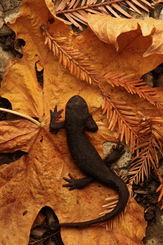 Rough-skinned Newt in October 2020 by Zach Lim · iNaturalist