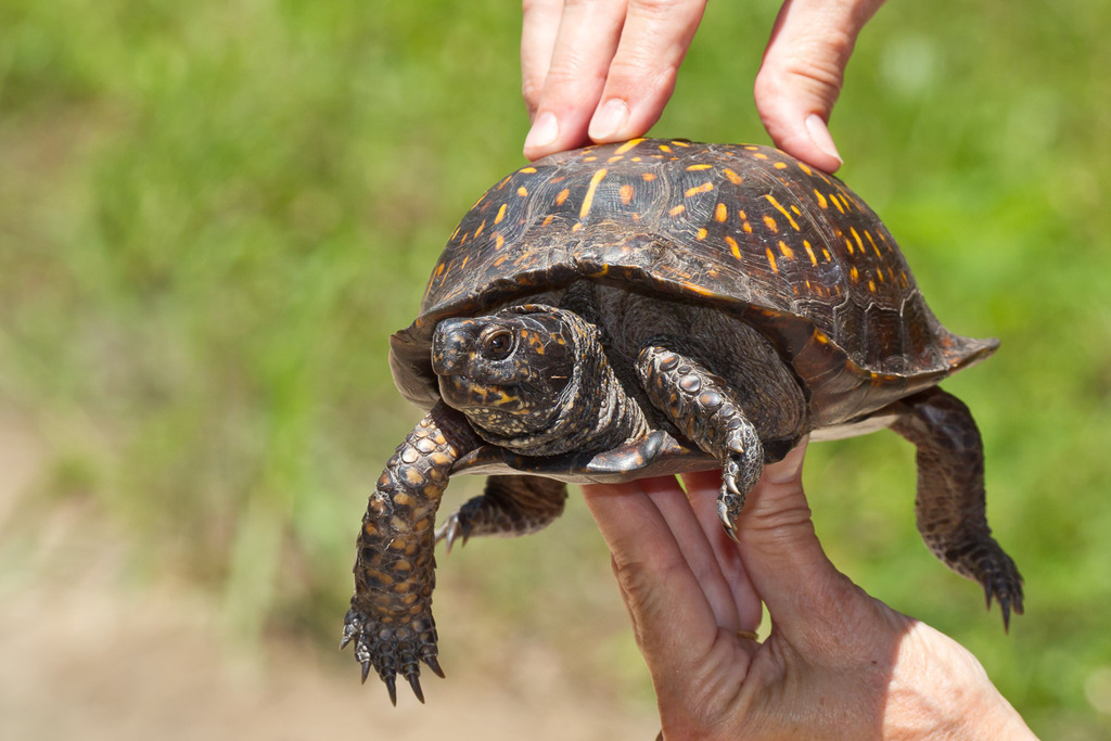 Gulf Coast Box Turtle in July 2014 by Greg Lasley. This was the largest ...