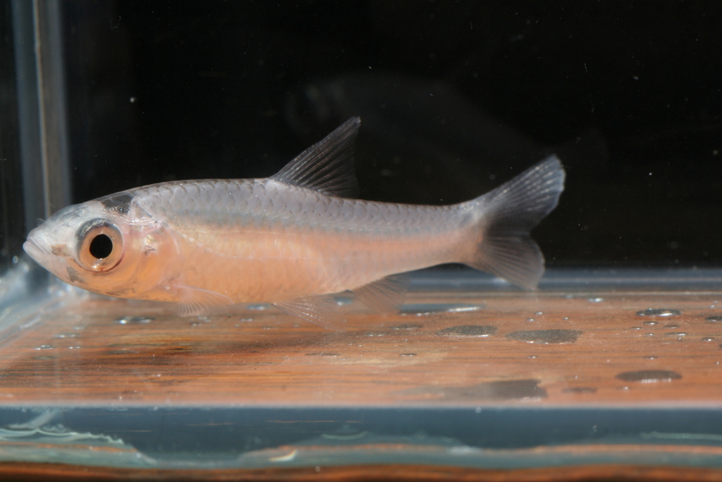 (Enteromius tanapelagius) - Marine Life Identification
