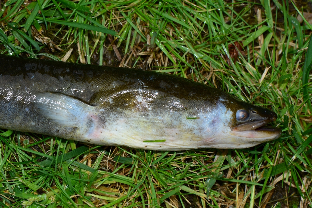 Short-finned Eel from Melbourne VIC, Australia on October 08, 2020 at ...