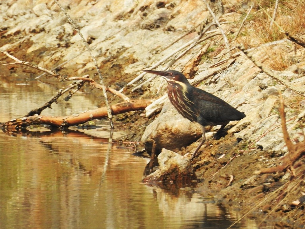 Black Bittern from Visakhapatnam, Andhra Pradesh, India on January 8 ...