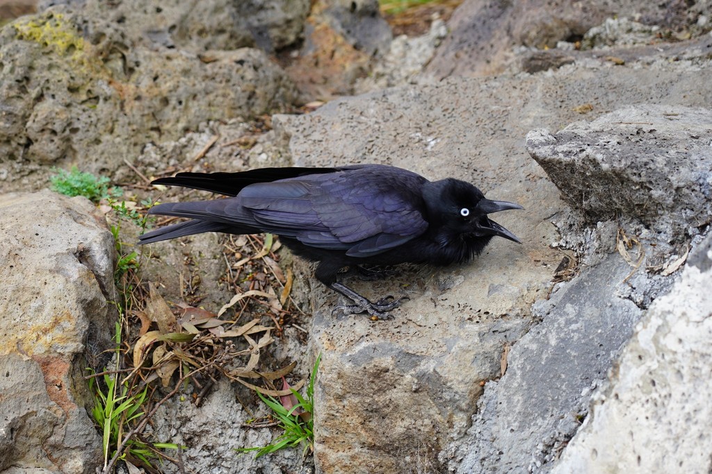 Little Raven in October 2020 by ethmostigmus. Foraging with another ...