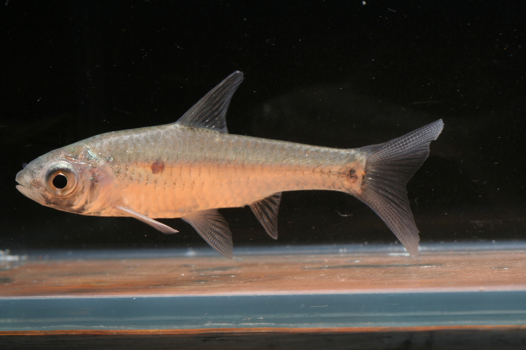 (Enteromius humilis) - Marine Life Identification