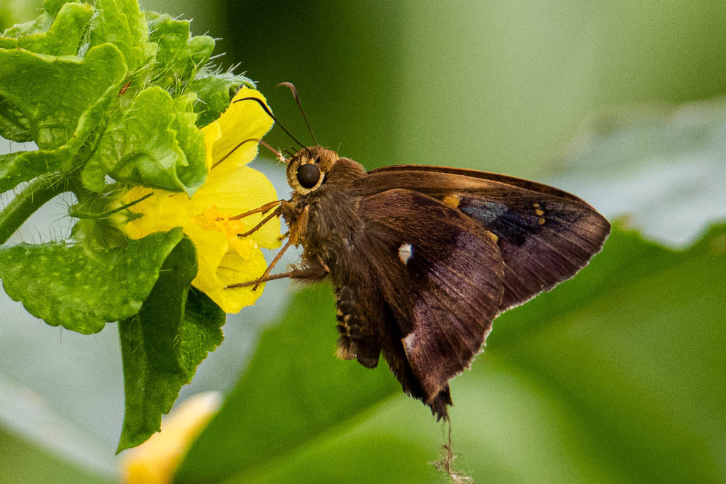 Common Awl (Butterflies of Mulund 2019-2023) · iNaturalist