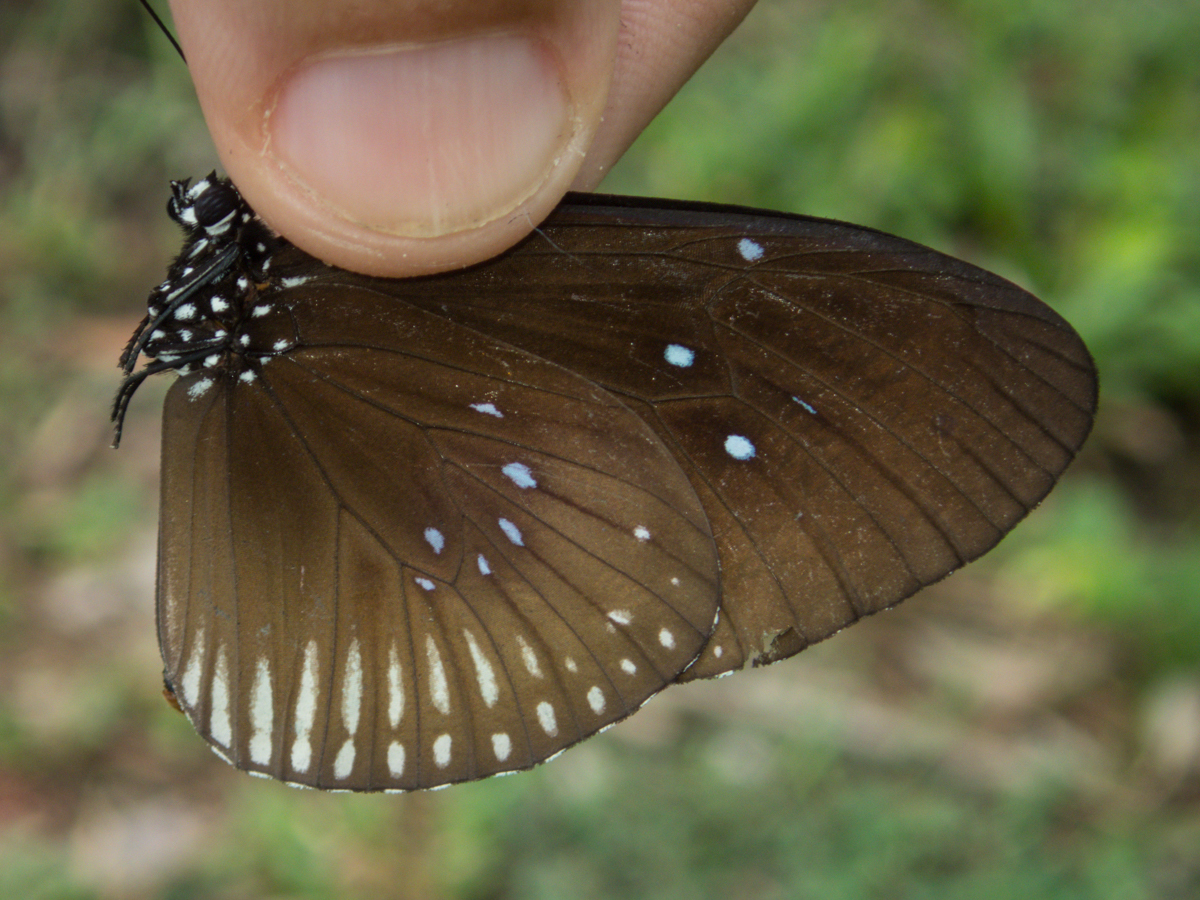 Euploea eyndhovii C.Felder & R.Felder