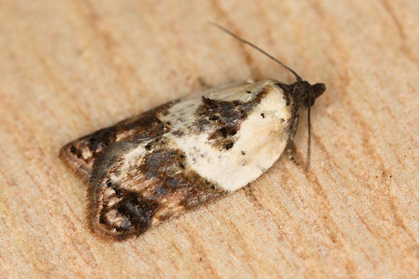 Garden Rose Tortrix (Butterflies and Moths of Pelion) · BioDiversity4All