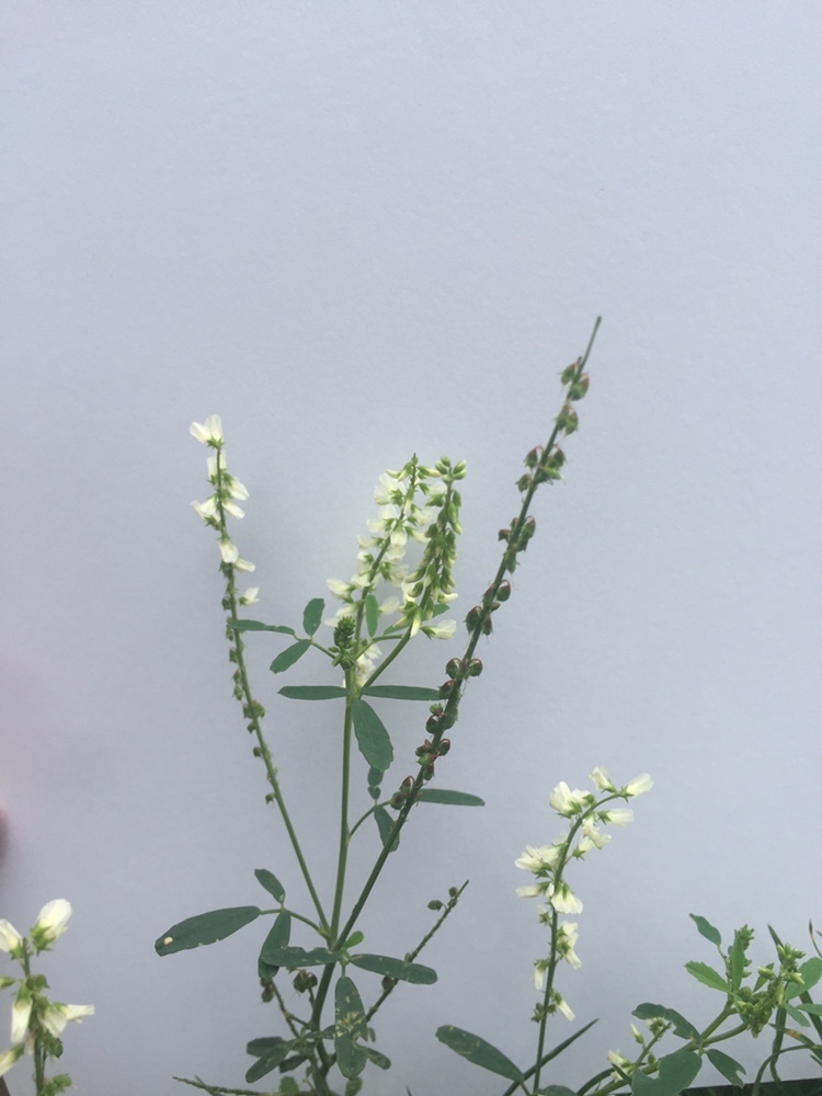 White Sweetclover (Melilotus albus) - Botanical Realm