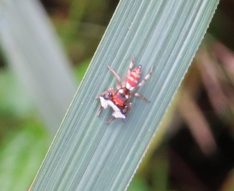 Marpissa pulla in October 2020 by benny-lin · iNaturalist