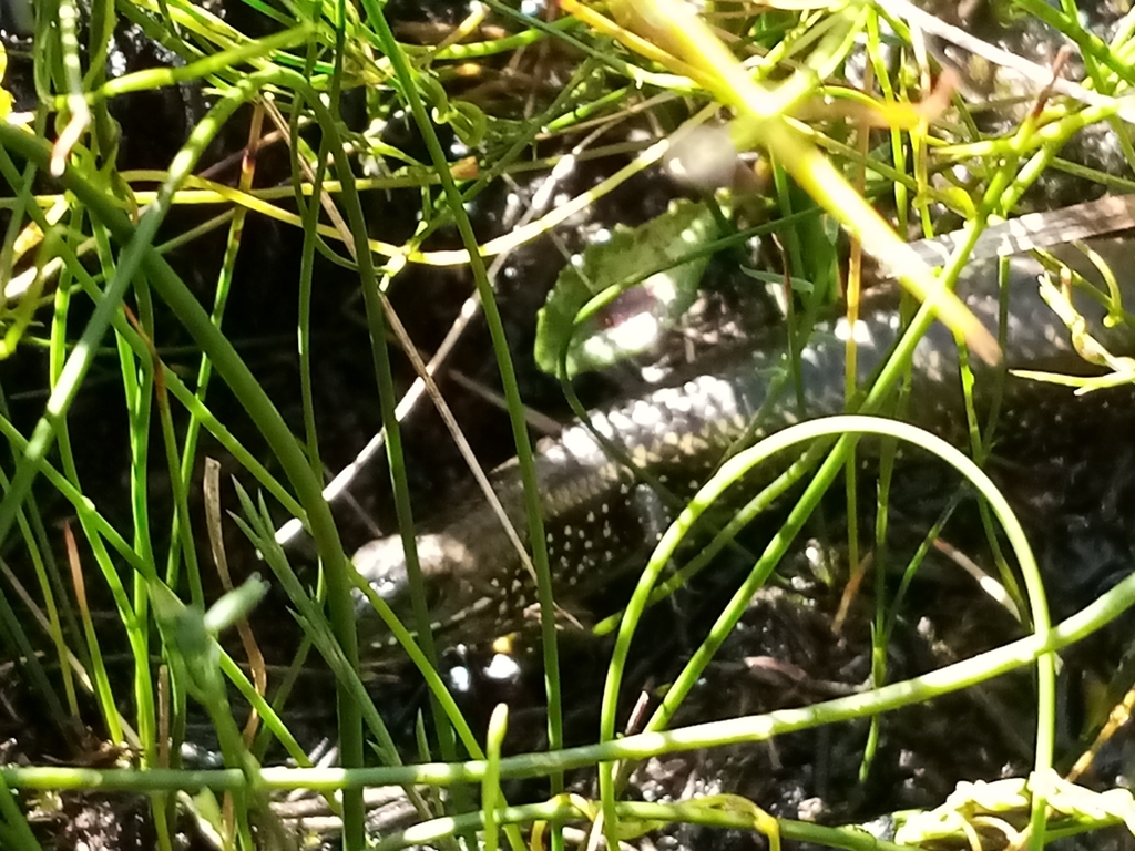 Eastern Mourning Skink in October 2020 by Daniel Terrington · iNaturalist