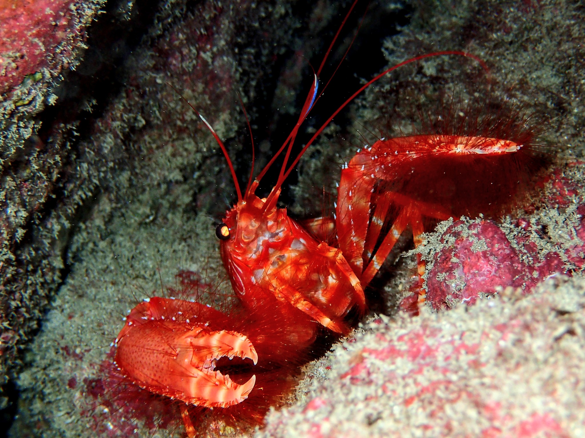 Enoplometopus A.Milne-Edwards, 1862