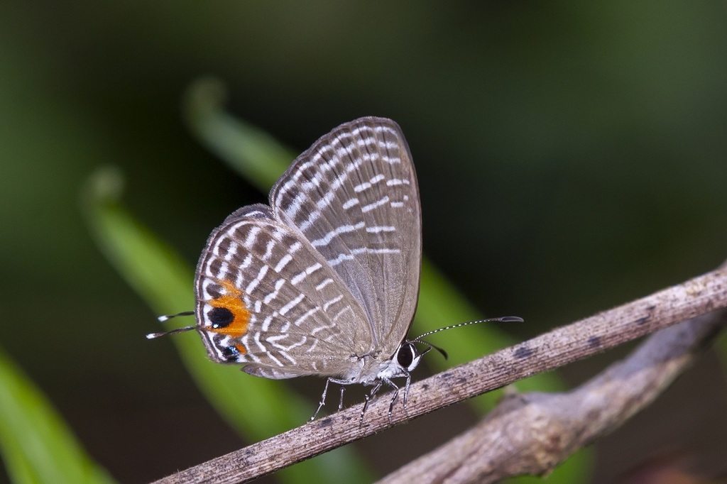 Metallic Cerulean from Fraser's Hill, Pahang, Malaysia on March 31 ...