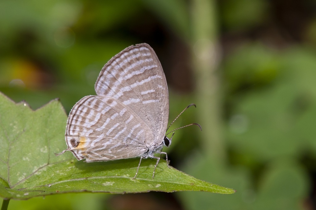 Common Cerulean from Fraser's Hill, Pahang, Malaysia on March 31, 2012 ...