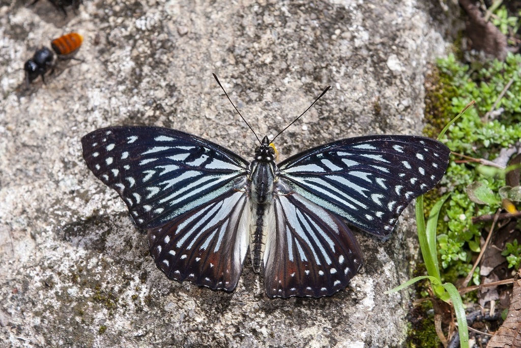 Malayan Circe from Fraser's Hill, Pahang, Malaysia on April 1, 2012 at ...