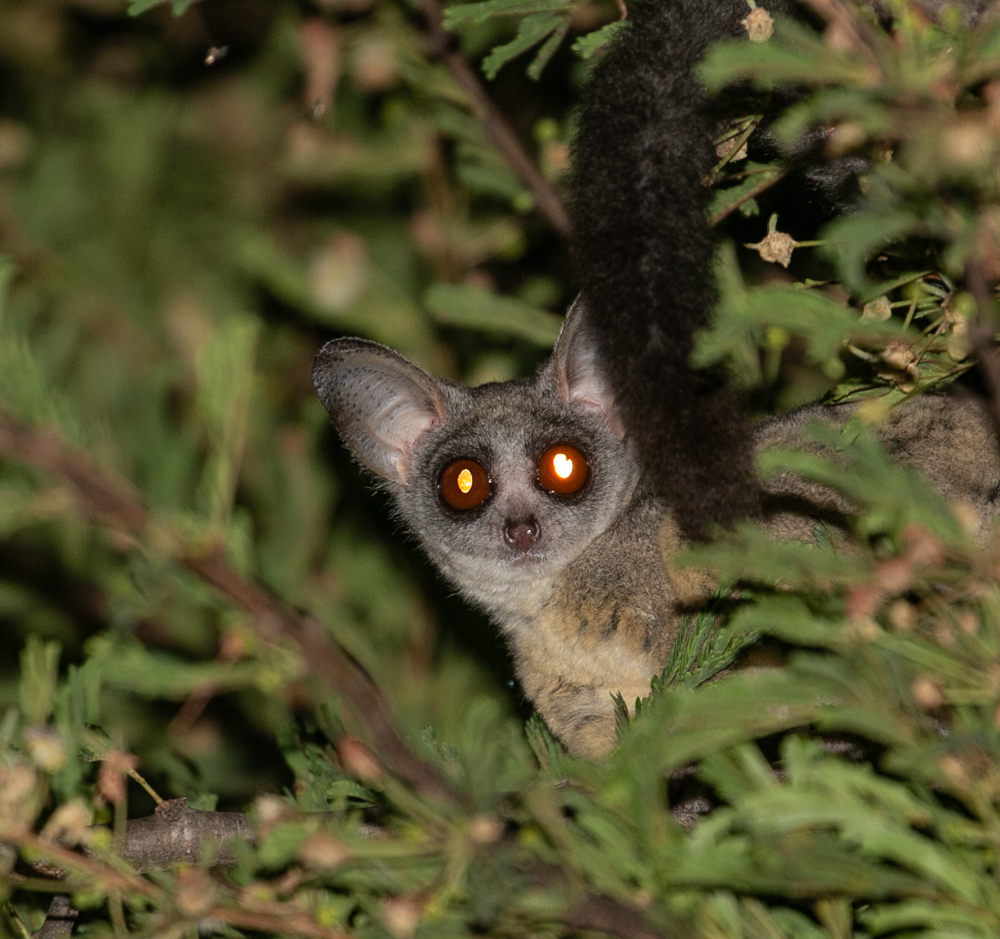 Galago senegalensis É.Geoffroy Saint-Hilaire, 1796