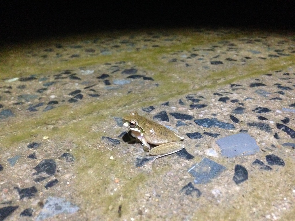 Ranoidea kroombitensis in September 2016 by rqy-yong · iNaturalist