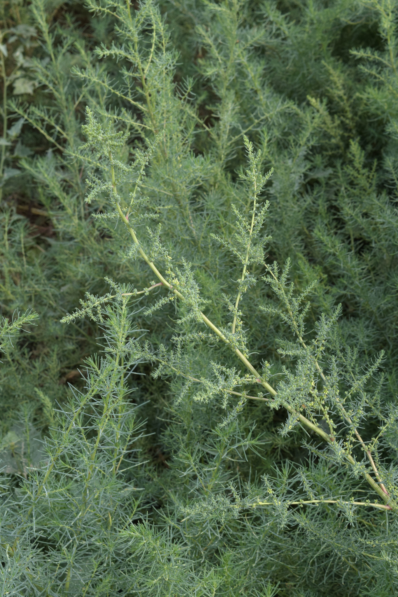 Suaeda altissima (L.) Pall.