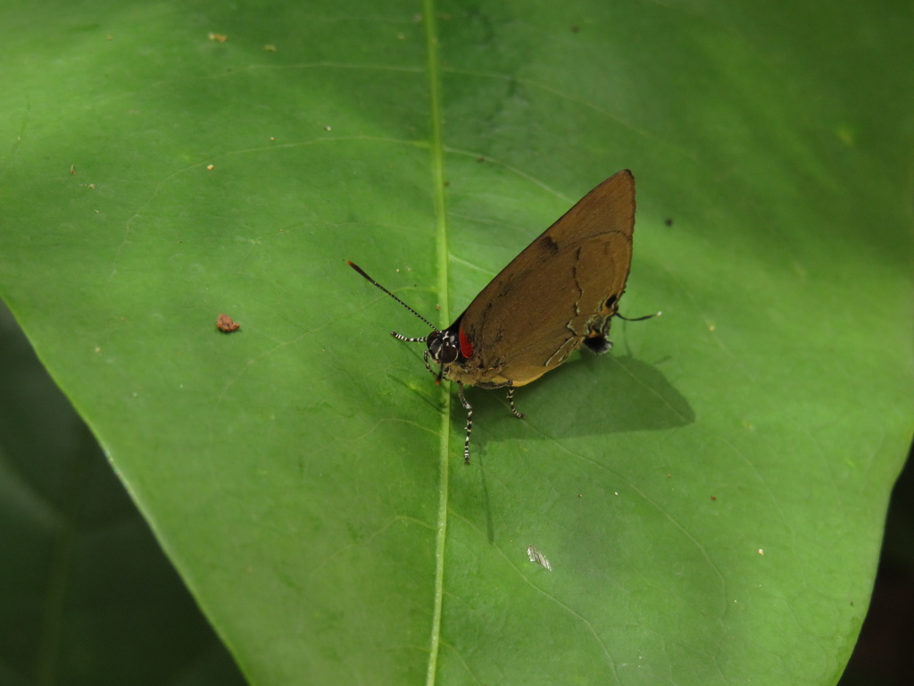 Bitias Hairstreak from Ramal do Pau Rosa, Manaus - AM, Brasil on ...