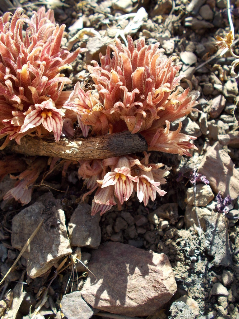 California Broomrape from Mount Diablo State Park , CA on July 17, 2014 ...