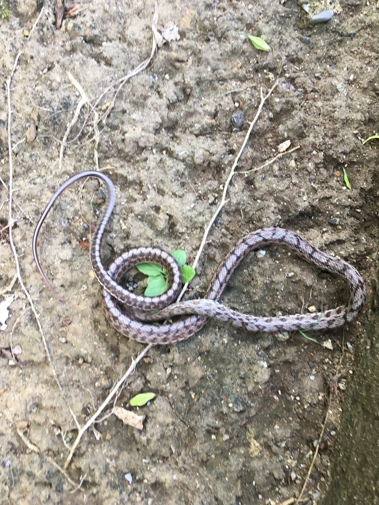 Sakishima Beauty Snake from Haemi, Taketomi-Cho, Yaeyama-Gun, Okinawa ...