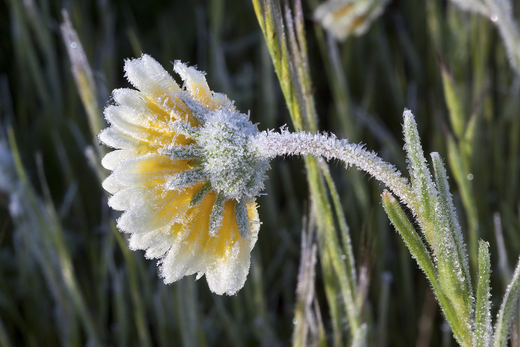 tidy tips (Layia platyglossa) - Botanical Realm