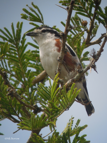 Subspecies Nilaus afer massaicus · iNaturalist