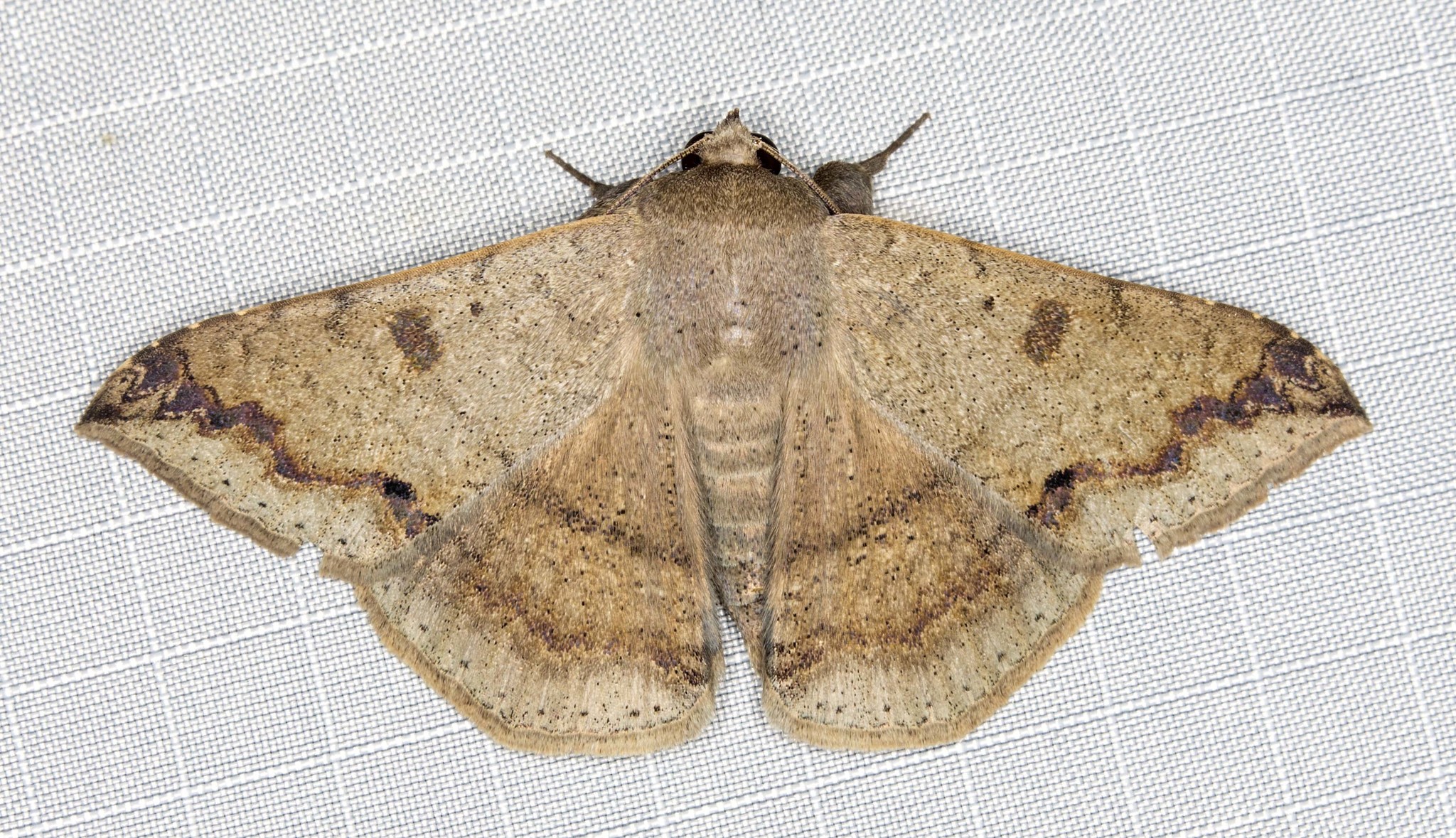 Ericeia pertendens (Walker, 1858)