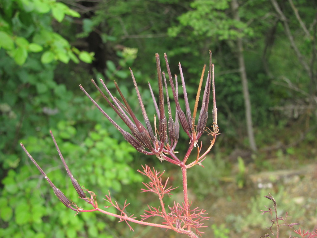 Southern Shepherd's-needle (Scandix australis) - Botanical Realm