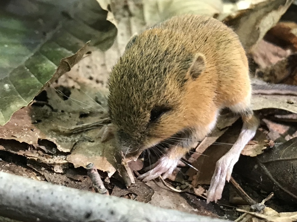 Meadow Jumping Mouse in September 2020 by erin4morrison · iNaturalist