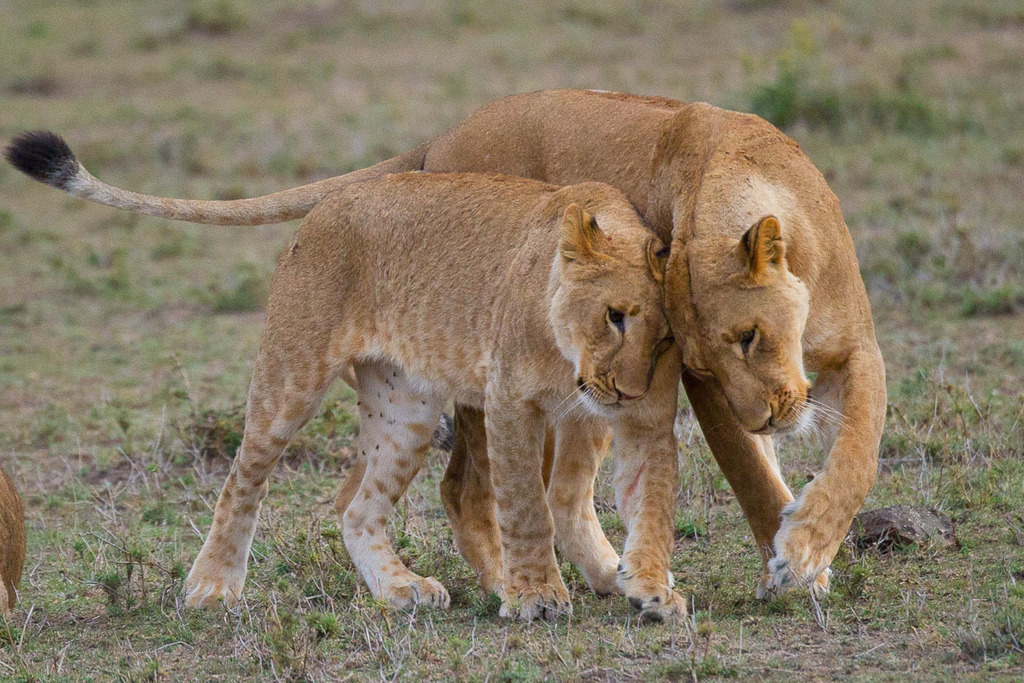 Southern Lion (Panthera leo melanochaita) - Know Your Mammals