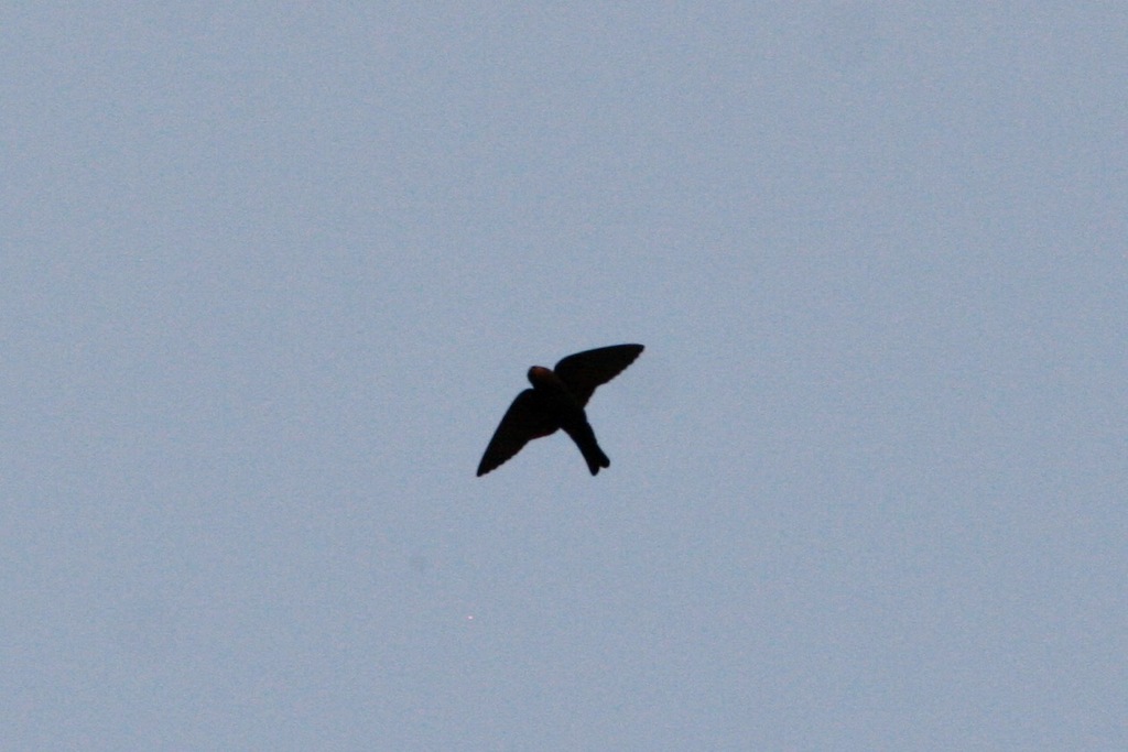 Forest Swallow (Atronanus fuliginosus) - Avian Discovery