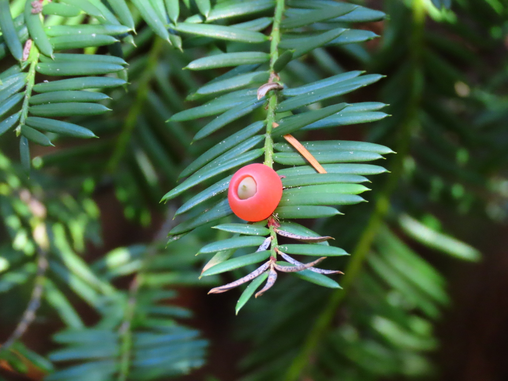 Pacific yew (Taxus brevifolia) - Botanical Realm