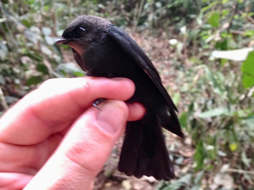 Forest Swallow (Atronanus fuliginosus) - Avian Discovery