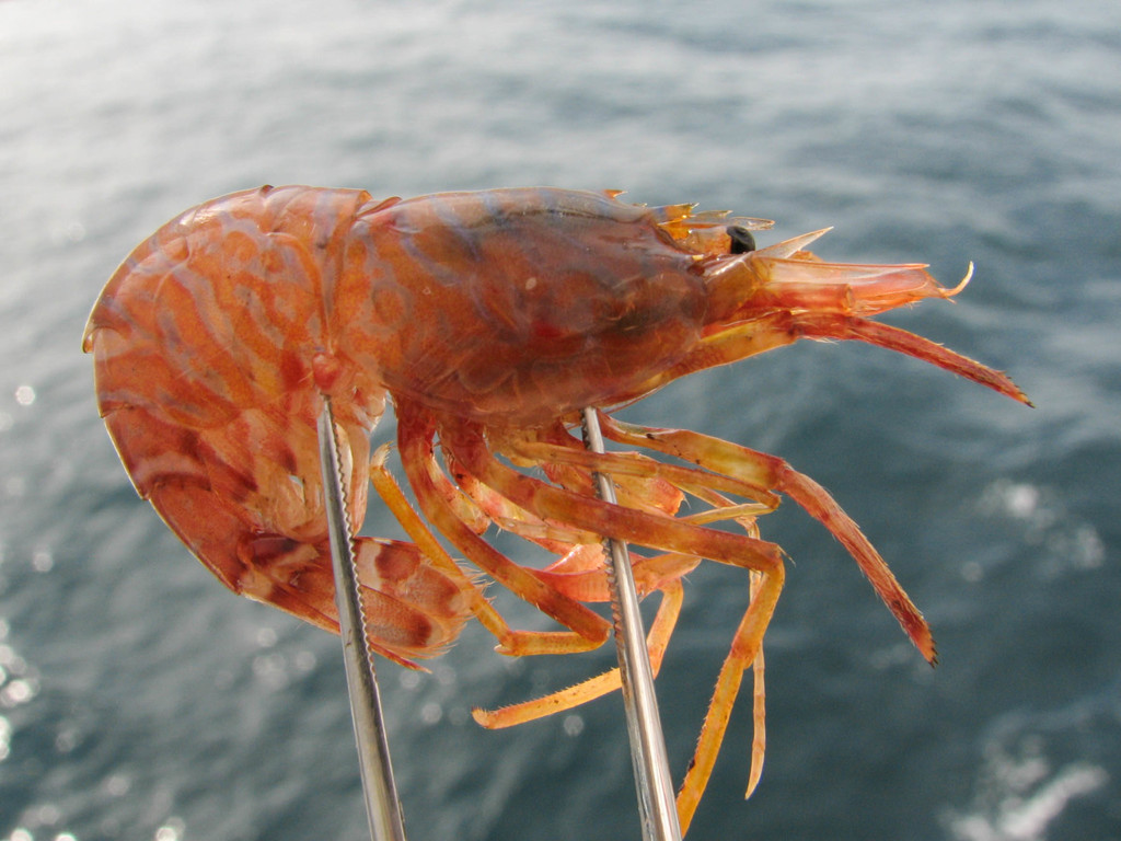 Lebbeus microceros (Shrimp of the Gulf of St Lawrence / Crevettes du ...