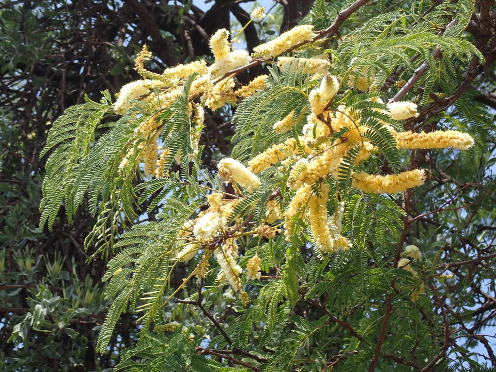 Hook-thorn (Magnoliopsida (Dicots) of the Mfolozi River catchment ...