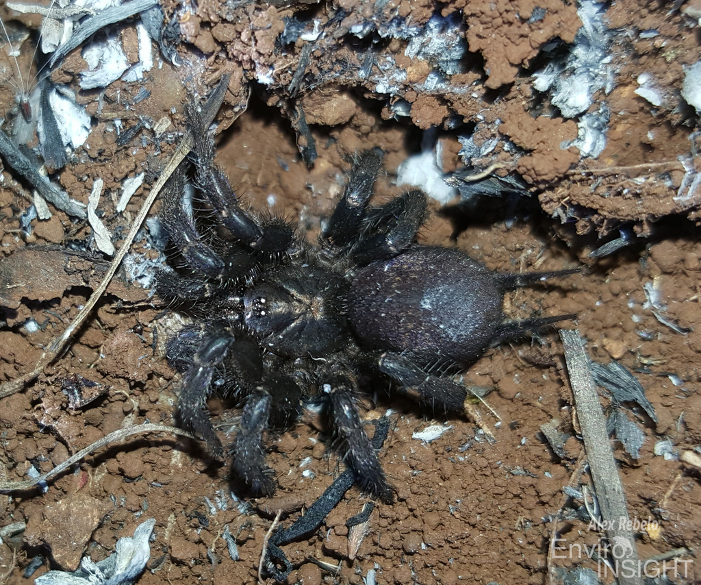 African Funnel-web Spiders from Longonjo, Angola on July 9, 2019 at 12: ...