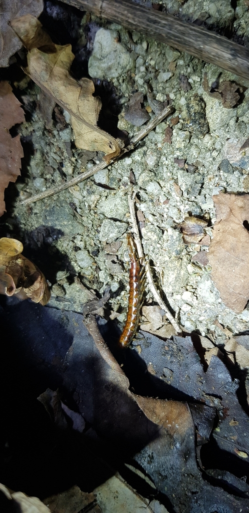 Scolopocryptopid Centipedes from Yanggu-gun, Gangwon-do, South Korea on ...