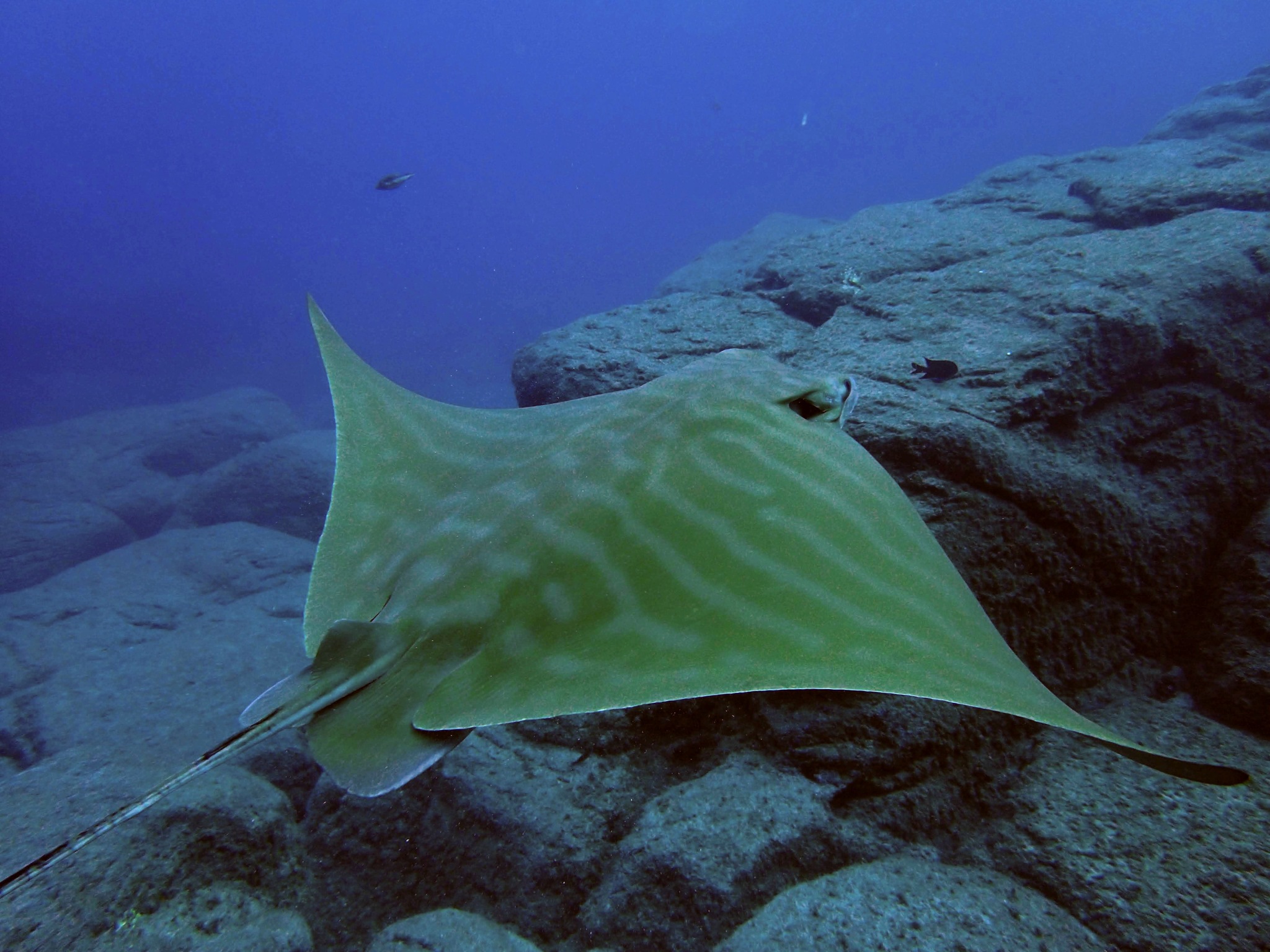 Duckbill Ray Drawings