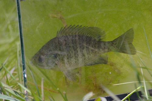 Bluegill (Fishes of the Upper Green River, KY) · iNaturalist