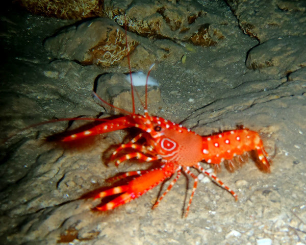 Enoplometopus A.Milne-Edwards, 1862