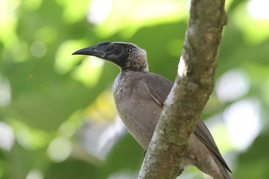 Helmeted Friarbird (Pocket guide to fauna of Hamilton Island, QLD ...